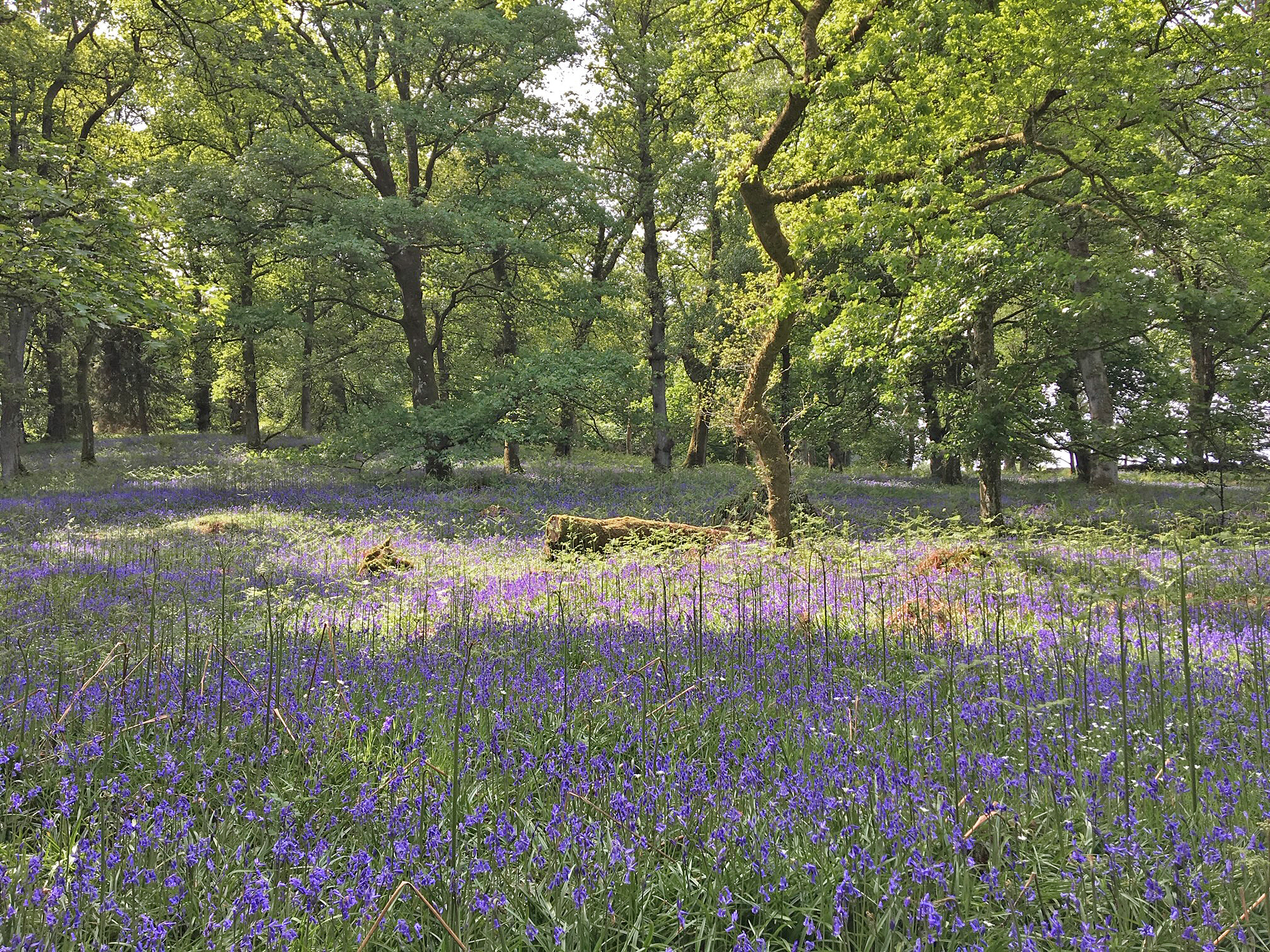 Lanrick Estate - Kip Hideaways