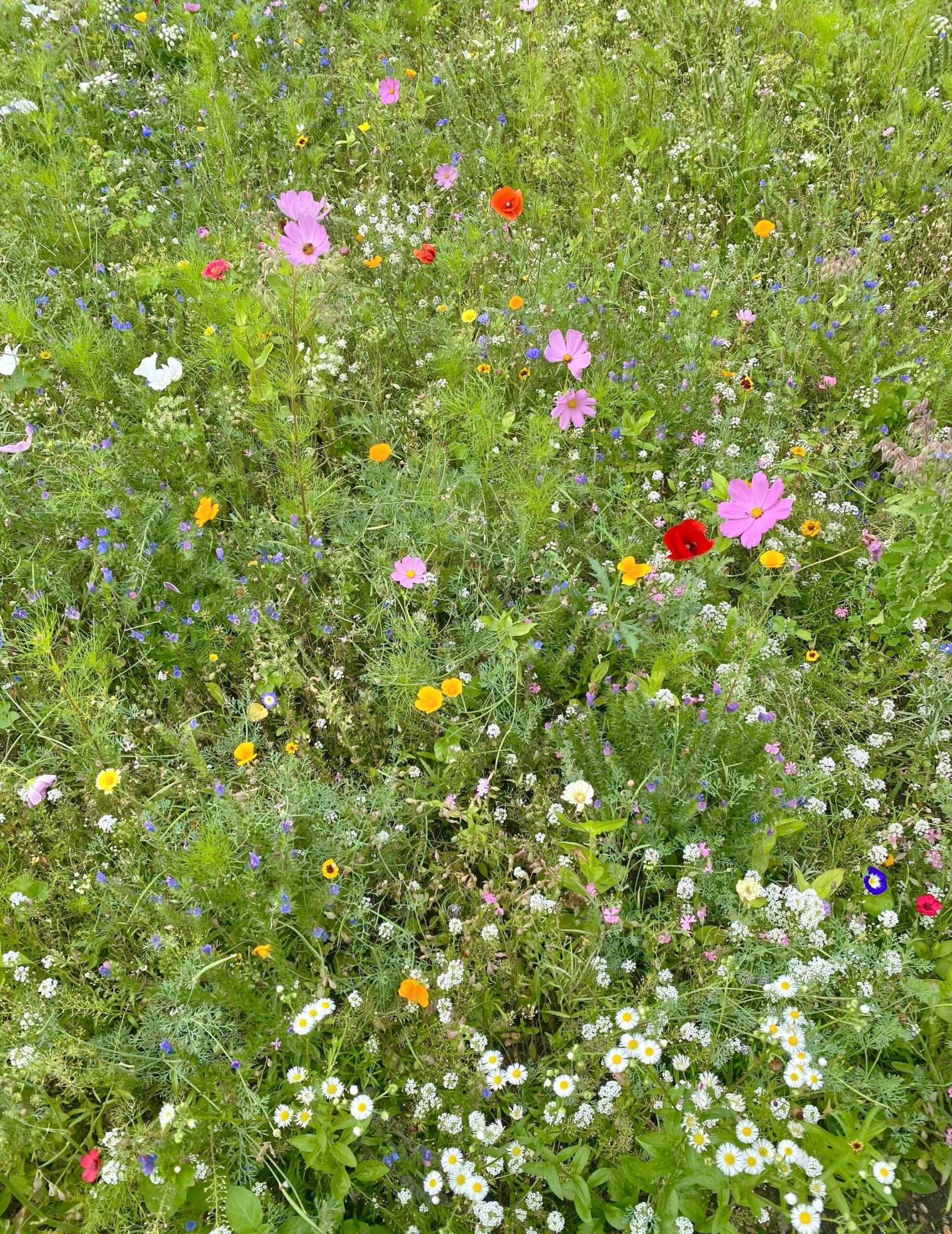 Rewilding the British countryside. - Kip Hideaways