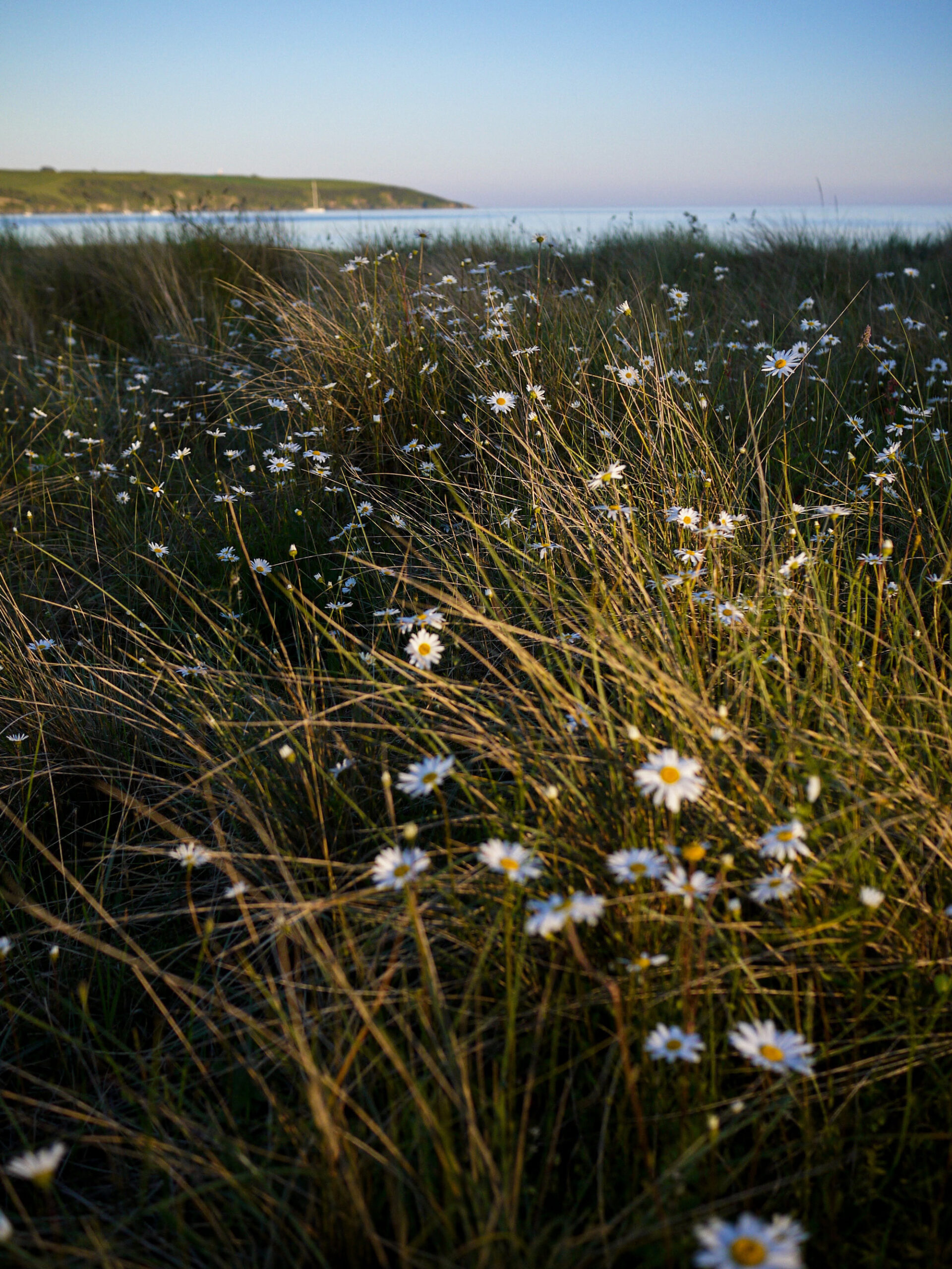 Daisy Field Print - Kip Hideaways